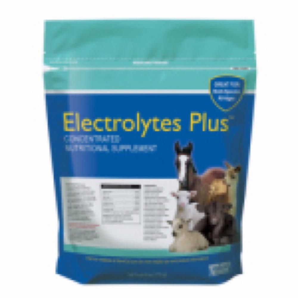 Electrolytes For Dogs
